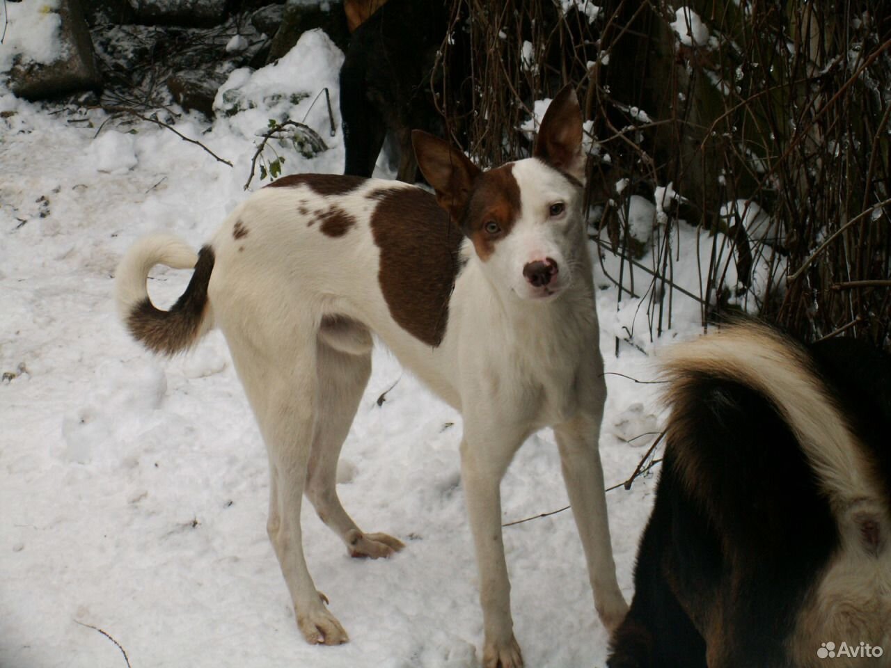 Ищет дом кобелек Бой