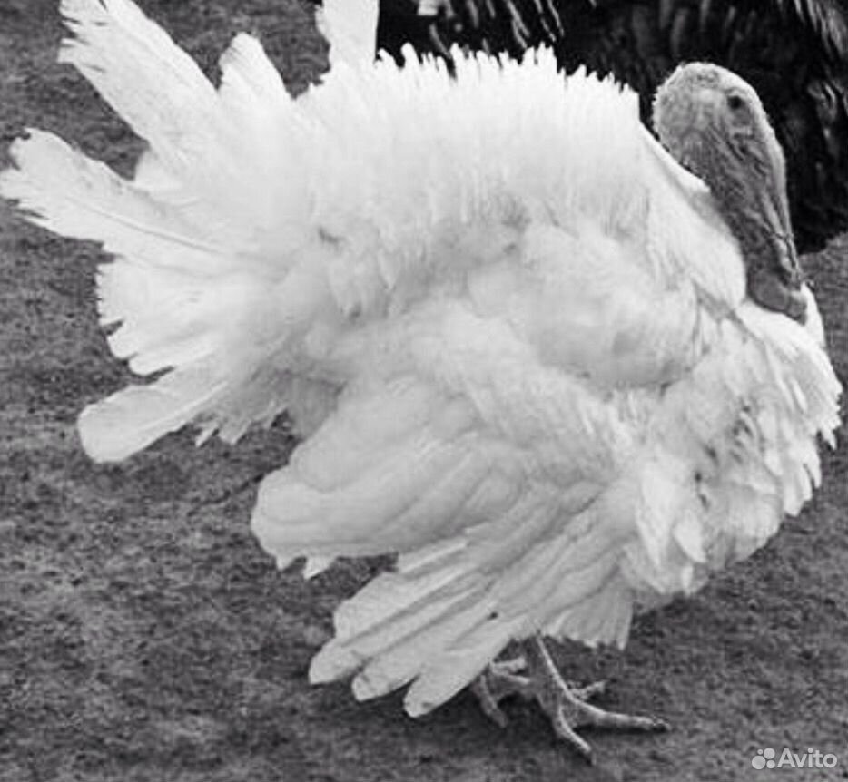 Индюки, индюшка, индюшатина,индейка Халяль