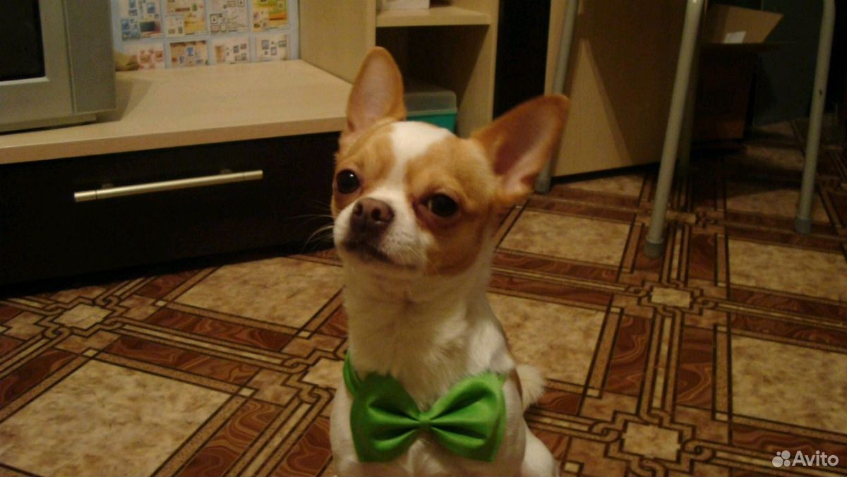 Жених Чихуахуа с доставкой вязка