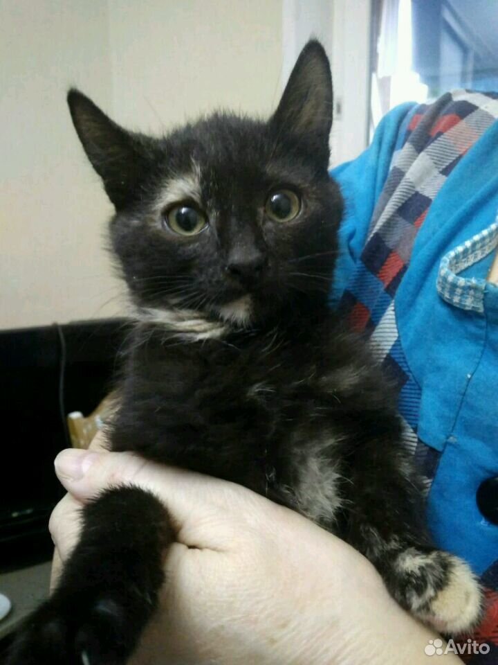 Котенок 9 мес кошка в дар стерилизована
