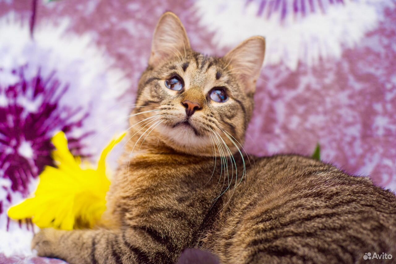 "Особенные" Котята в дар в особенно добрые руки