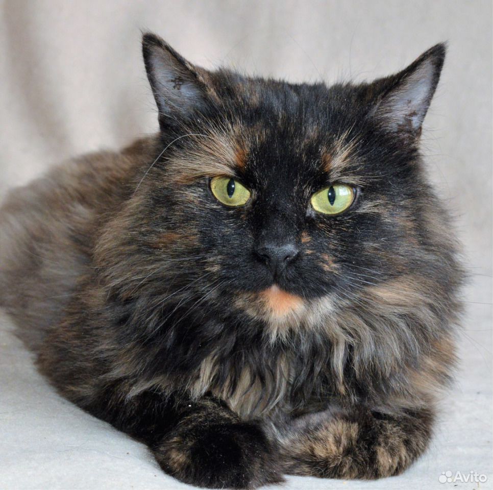 Прелестная Мишелька ищет дом