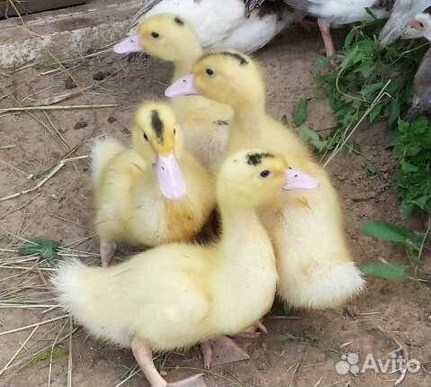 Утята Муларды