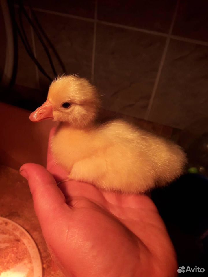 Гусята (Линда)