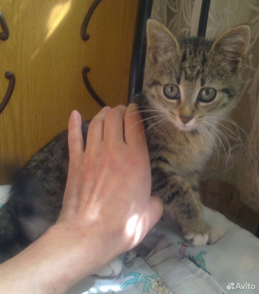 Ищем дом и самые заботливые ручки котенку