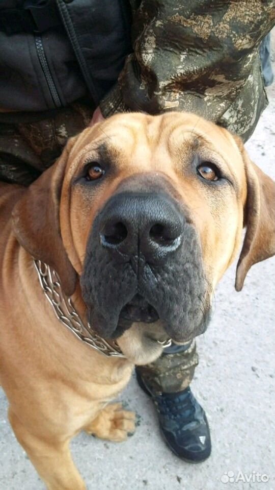 Ищу девочку Фила Бразилейро