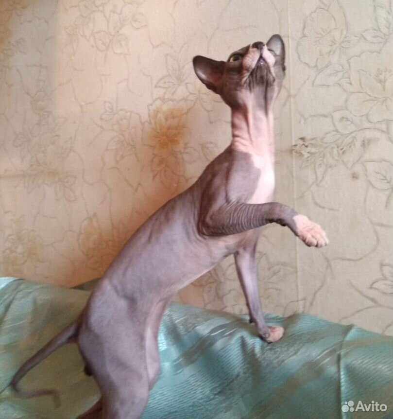 Вязка. Канадский сфинкс