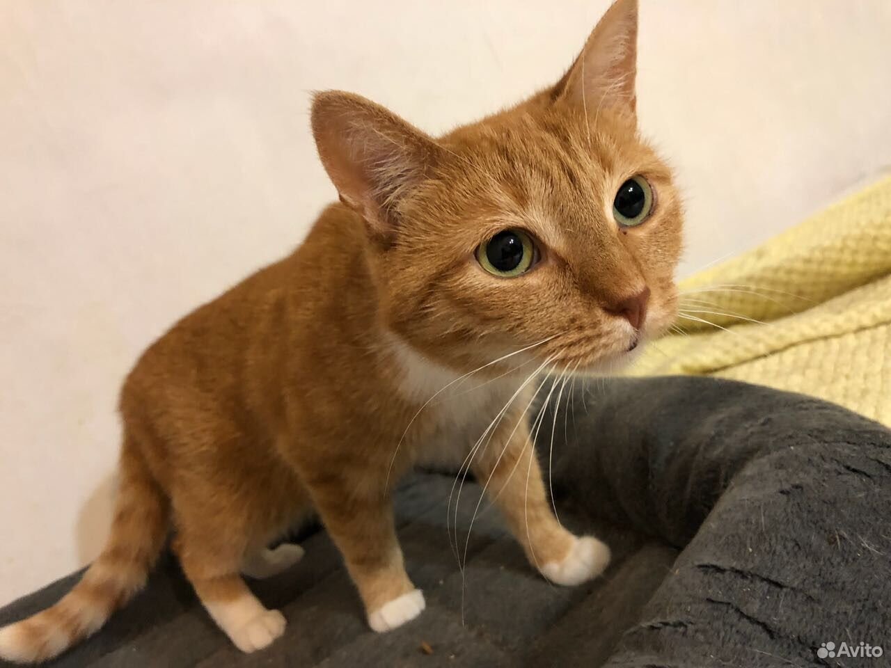 Лисена в дар, в добрые руки