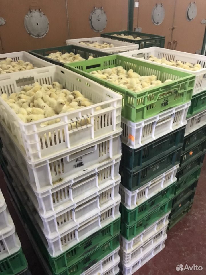 Утята и цыплята с доставкой в Крыму