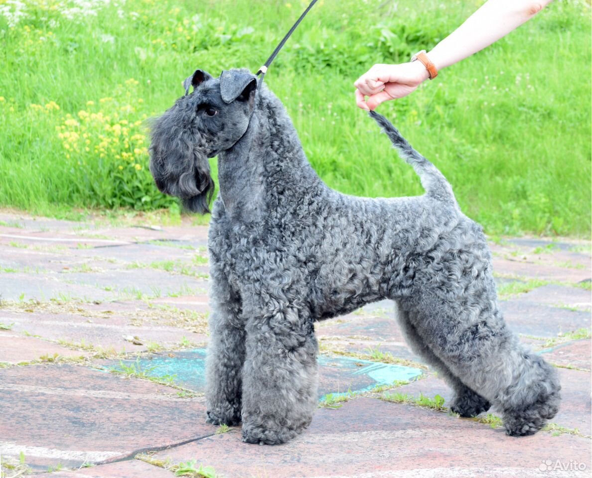 Керри-блю-терьера щенок, 2 месяца, кобель