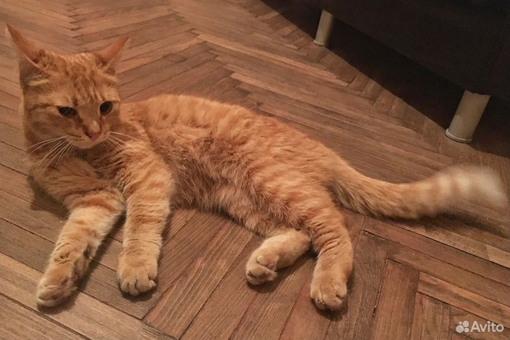 Солнечный рыжий котенок Сонечка ищет дом