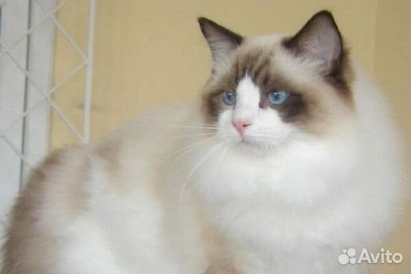 Регдолл кошечка отдаем