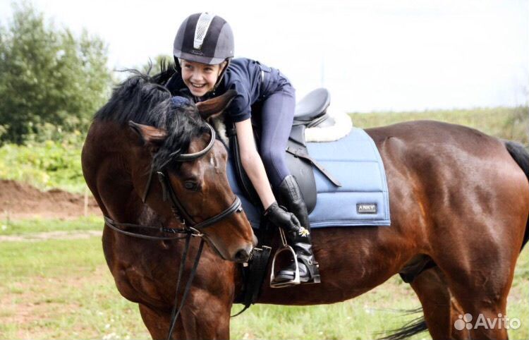 Денвер - гнедой мерин