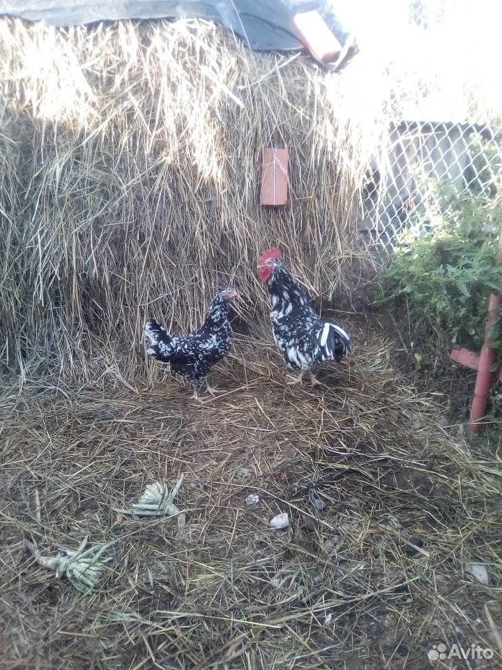Куры молодки породистые
