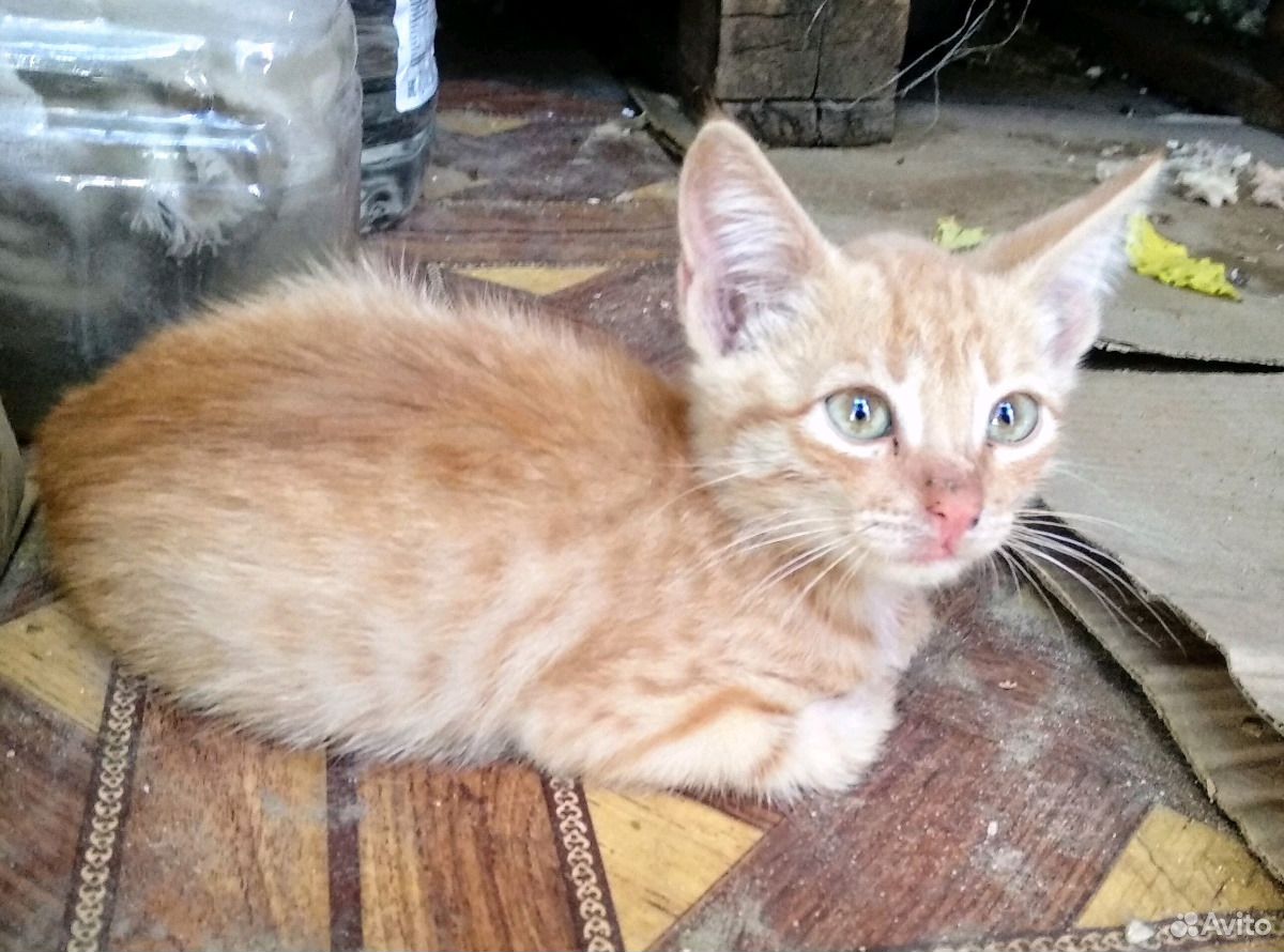 Огненный котенок