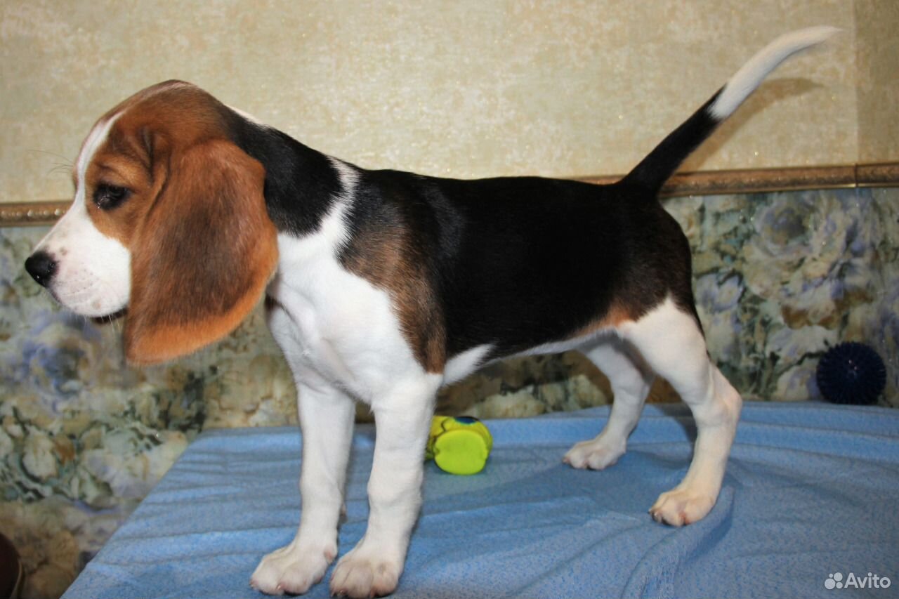 Элитные щенки бигль