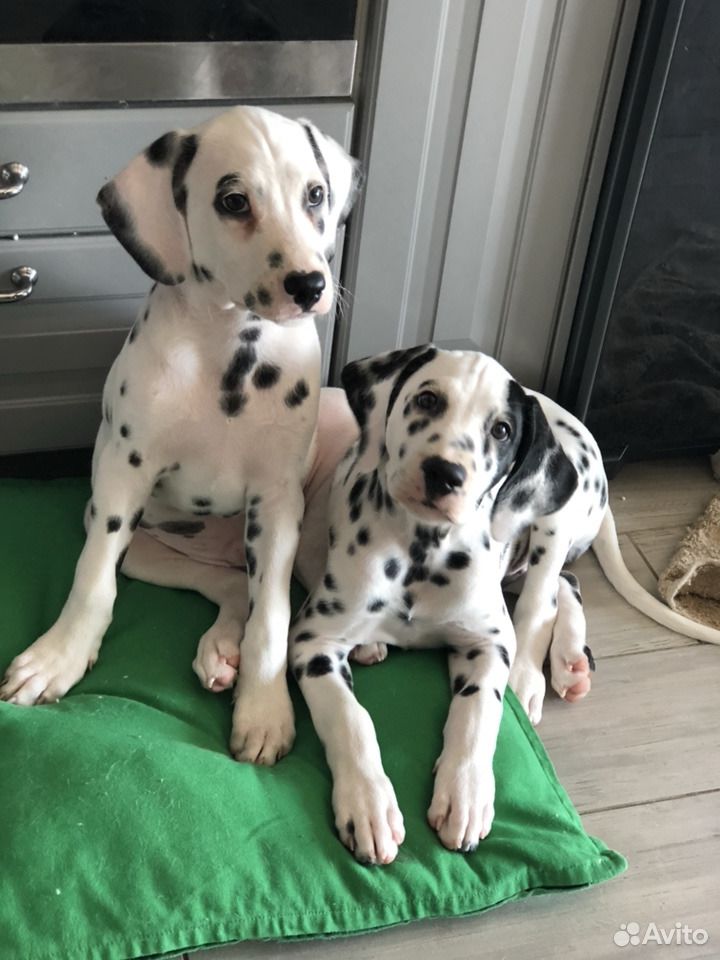 Щенки Далматина Далматинца Далматинец