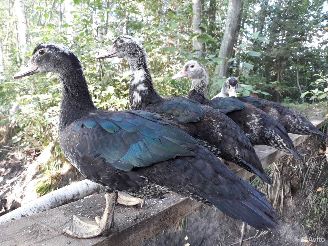 Индоутки. Мускусные утки. Шипуны. Утята