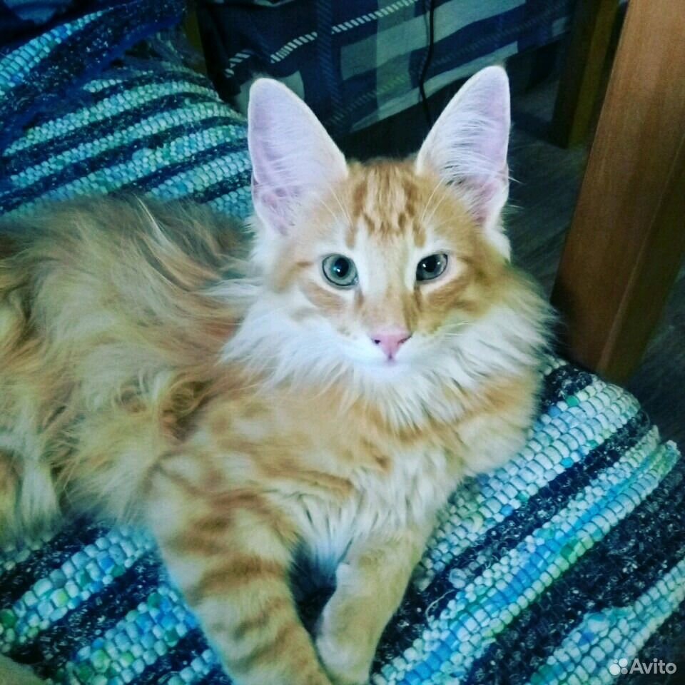 Норвежские лесные котята