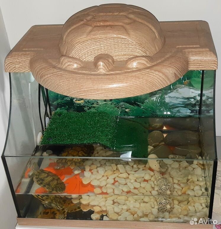 Терариум и 2 черепахи