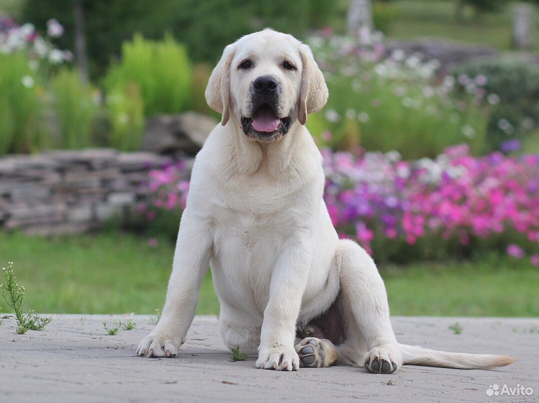 Щенок лабрадора