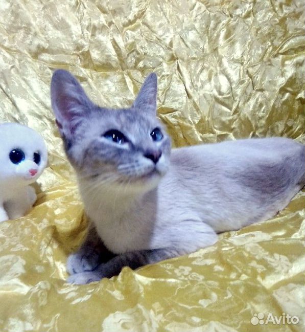 Метис тайки, кошечка с неземными голубыми глазами