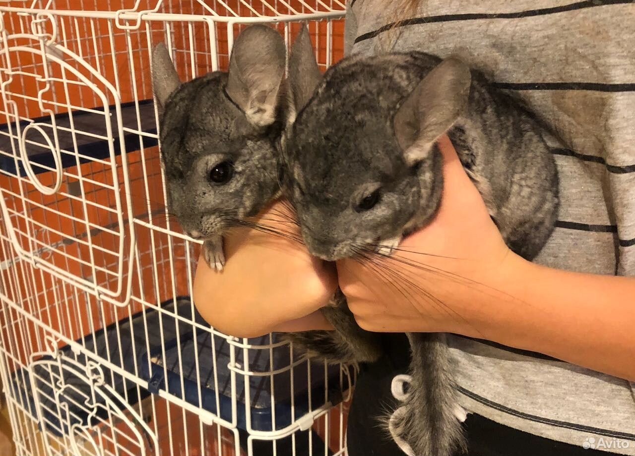 Две девочки-шиншиллы вместе со своим домом