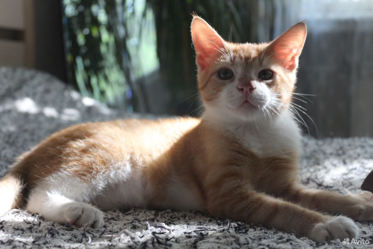 Рыжий малыш Тоша