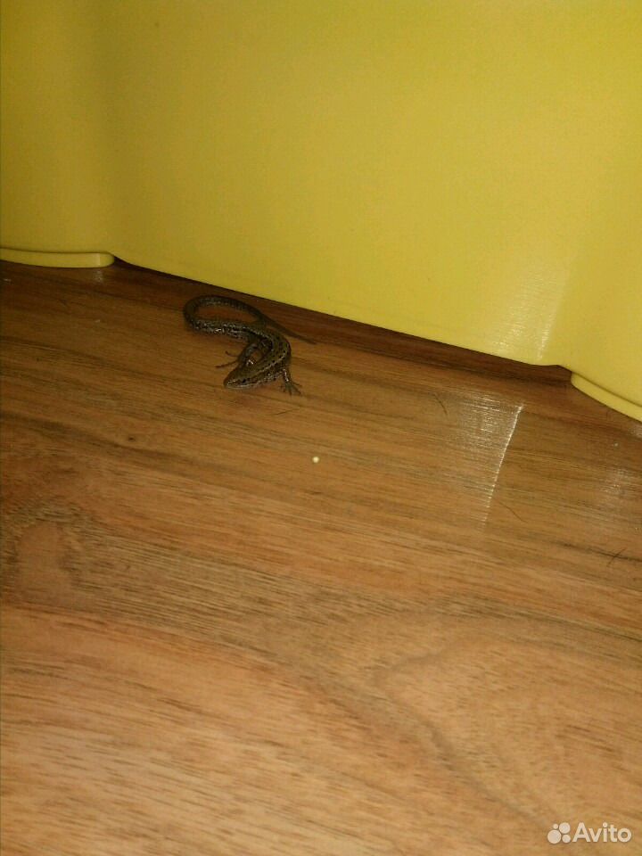 Прыткая ящерица (дачная- дикая)