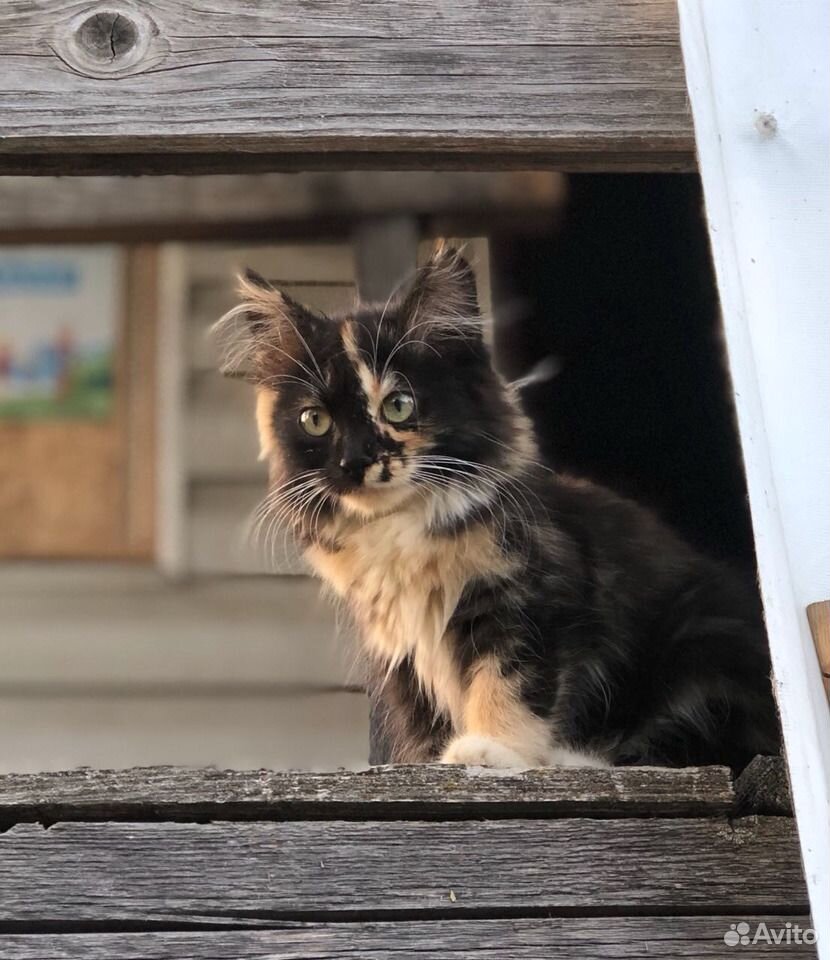 Пристроим котяток в добрые руки