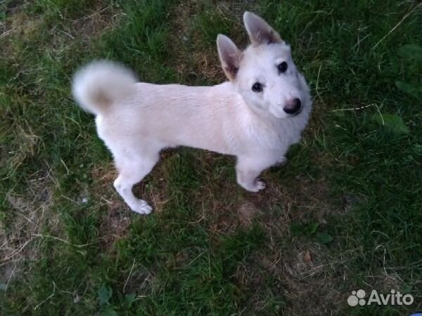 Продаю лайку