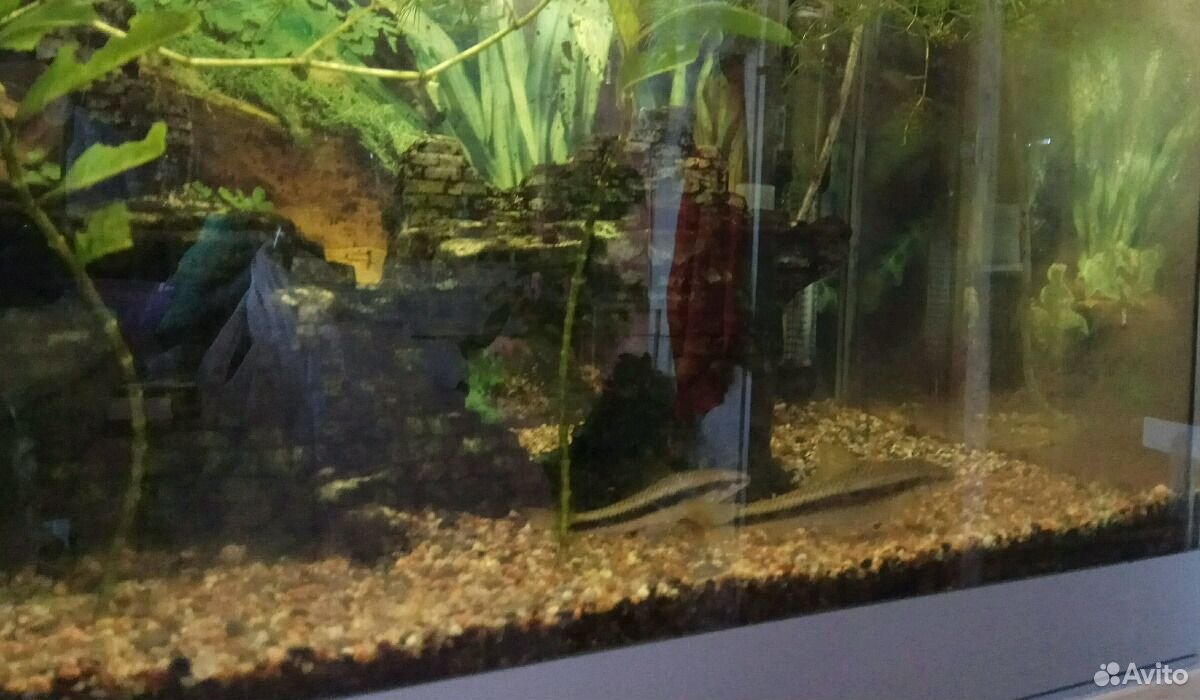 Сиамский водорослеед