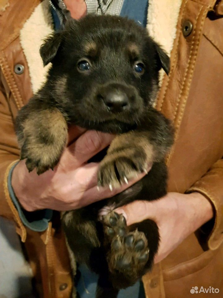 Щенок овчарки мальчик Цезарь 1мес