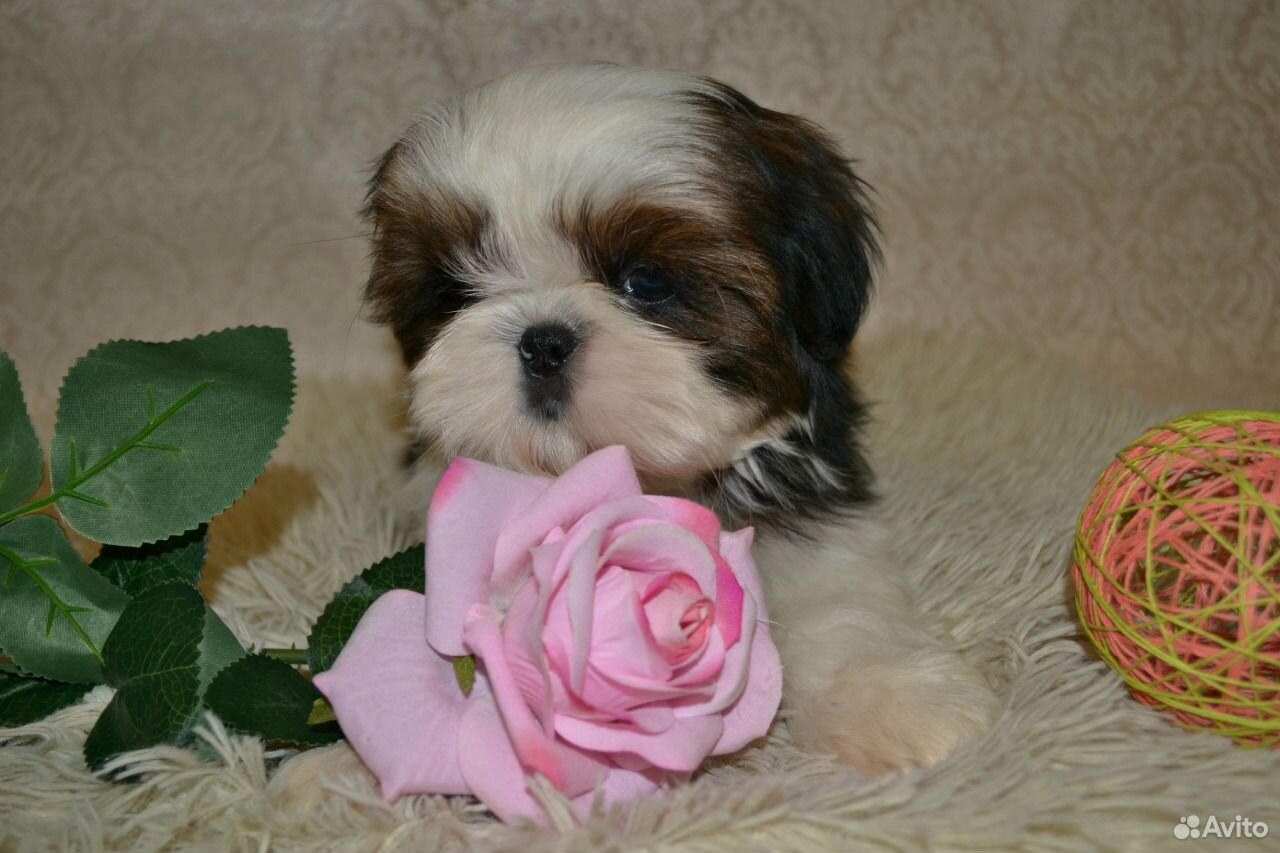 Очаровательные малышки ши-тцу девочки
