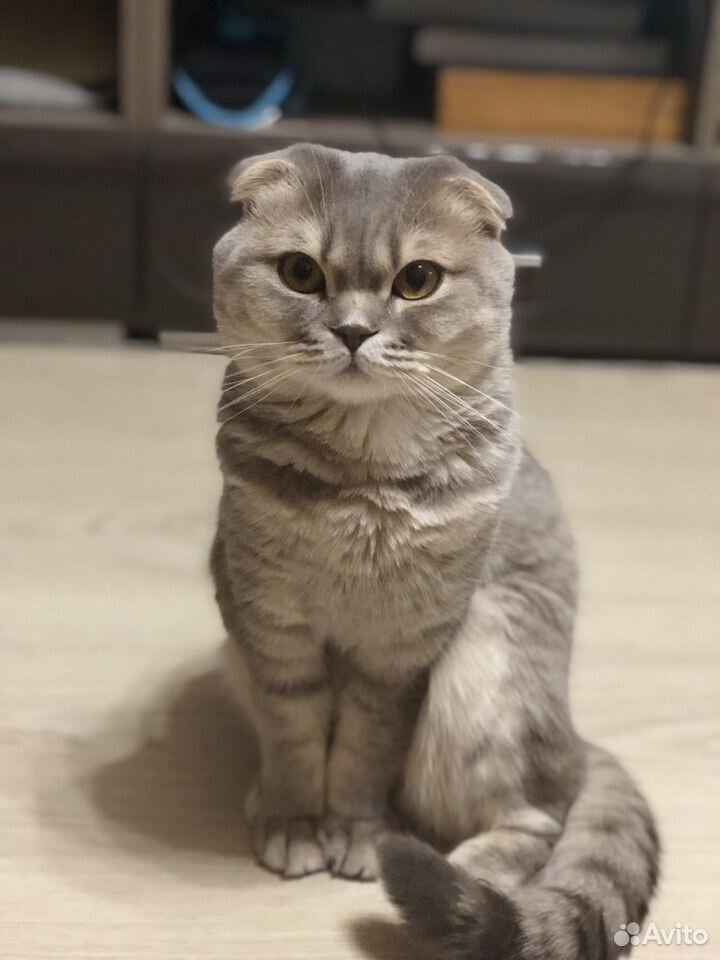 Вязка с титулованным шотландским вислоухим котом