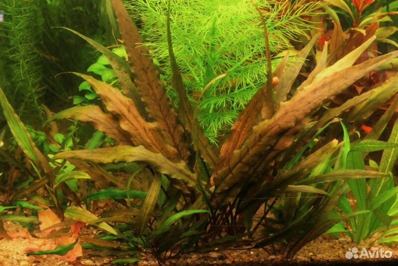 Криптокорина Вендта и Балансе