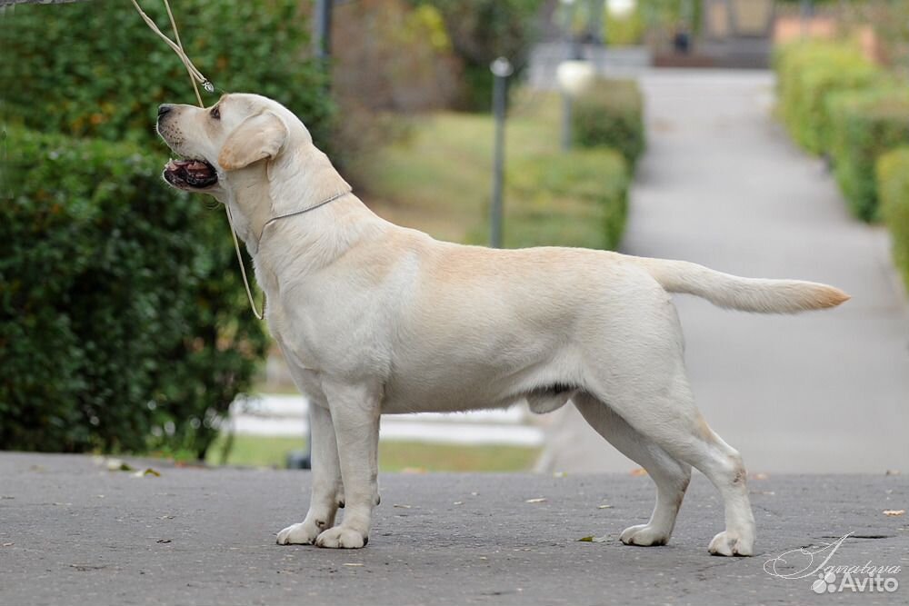 Кобели лабрадора для вязки