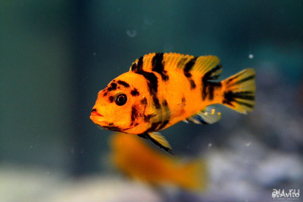 Зебра мармеладная