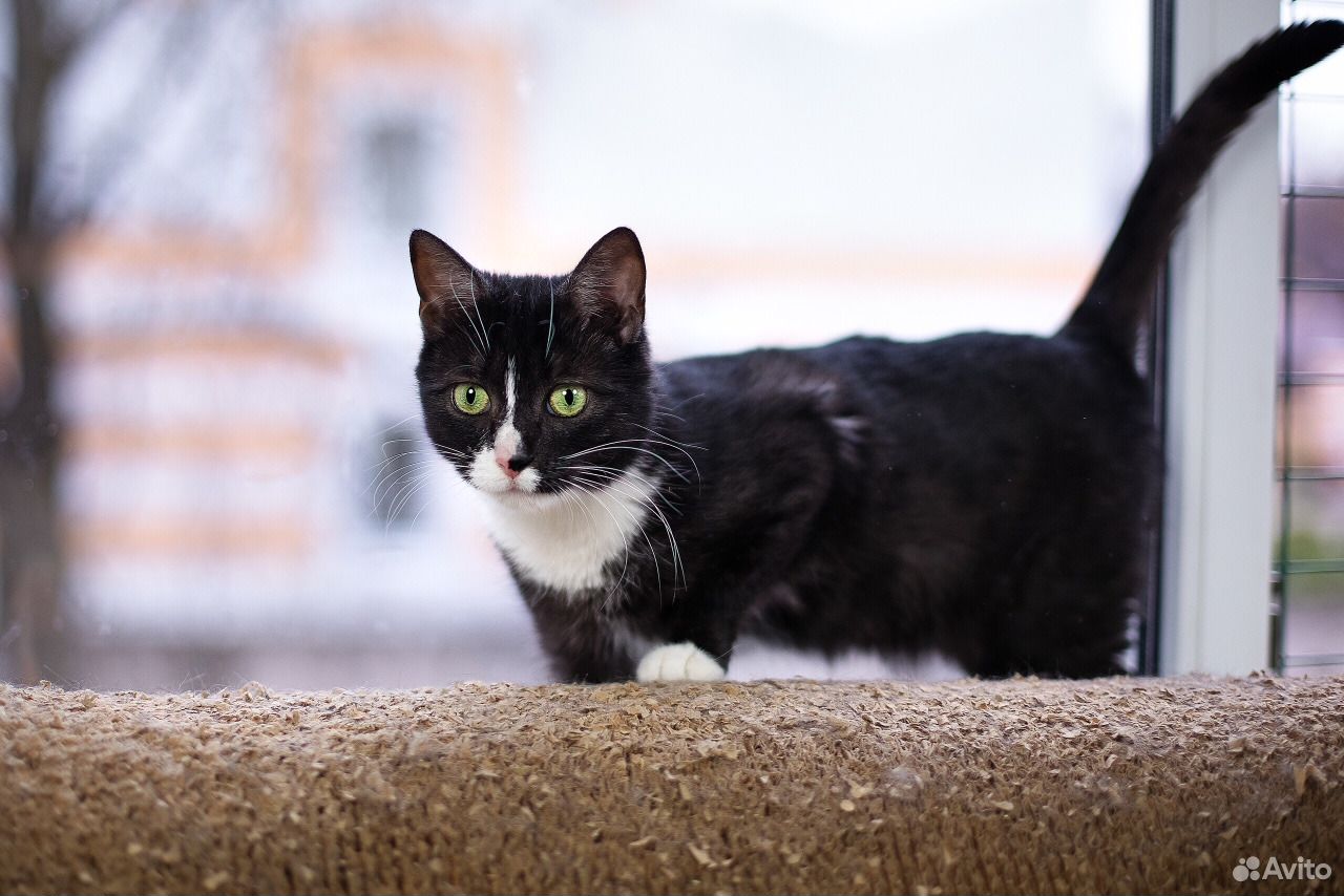 Кошечка Айза