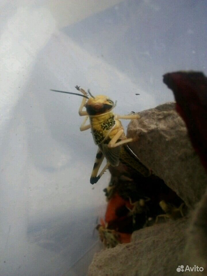 Саранча