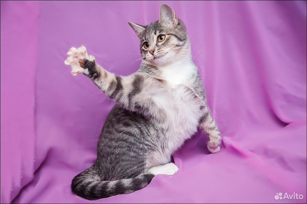 Снежинка - серенькая кошечка 6 месяцев в дар