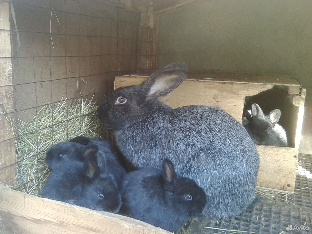 Продам кроликов