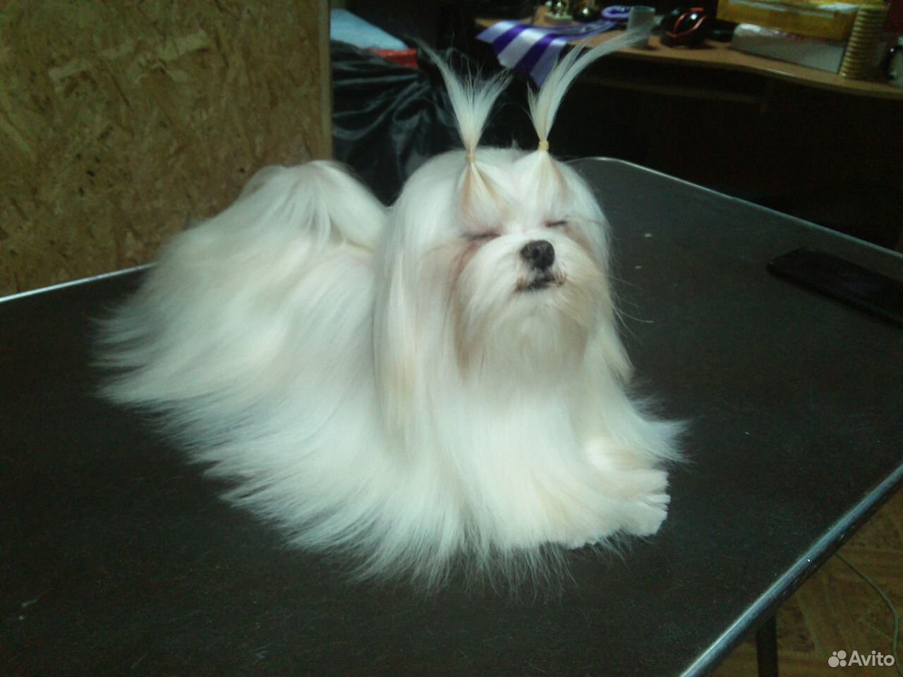 Мальтезе - мини