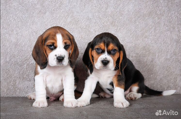 Бигль, щенки