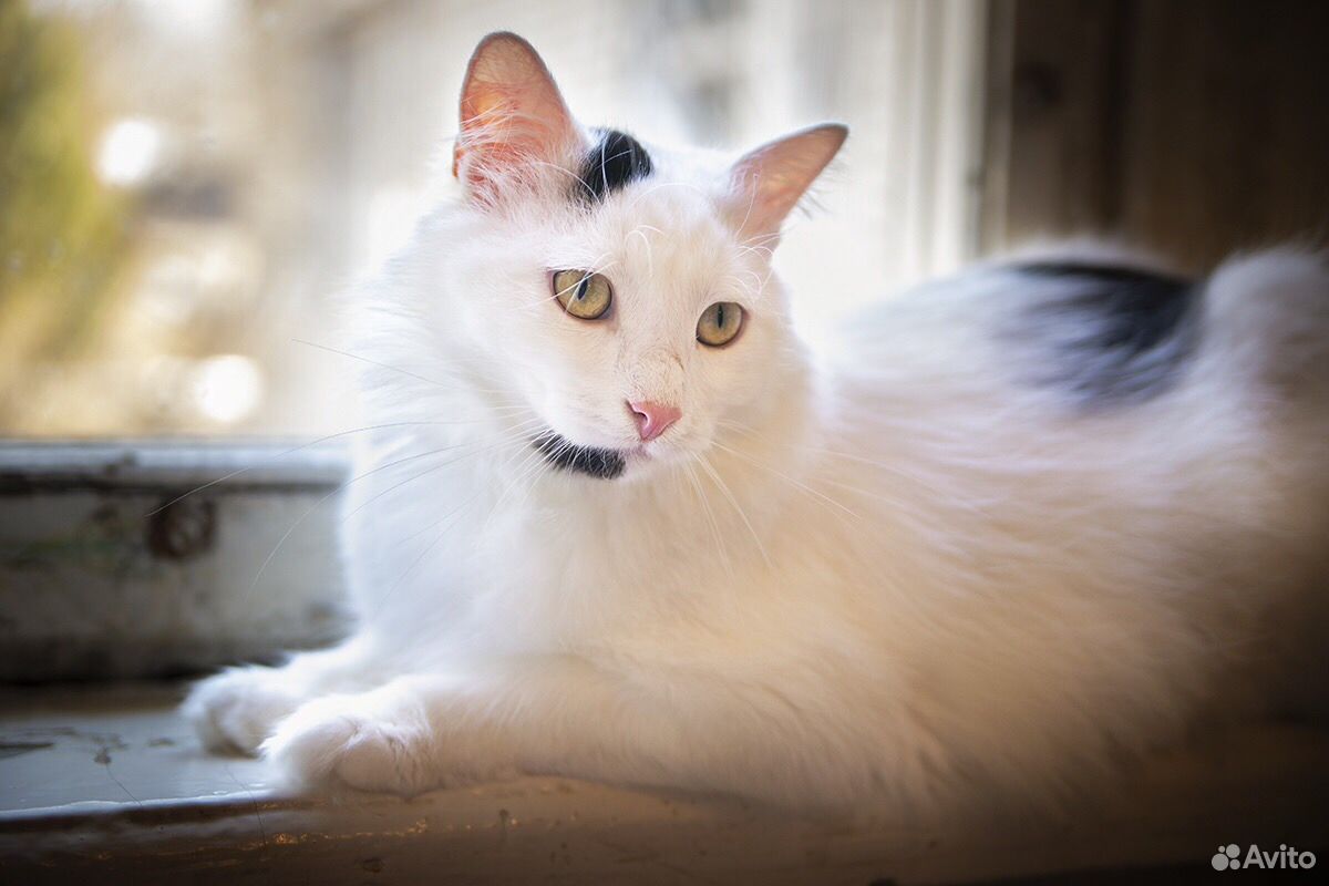 Кот