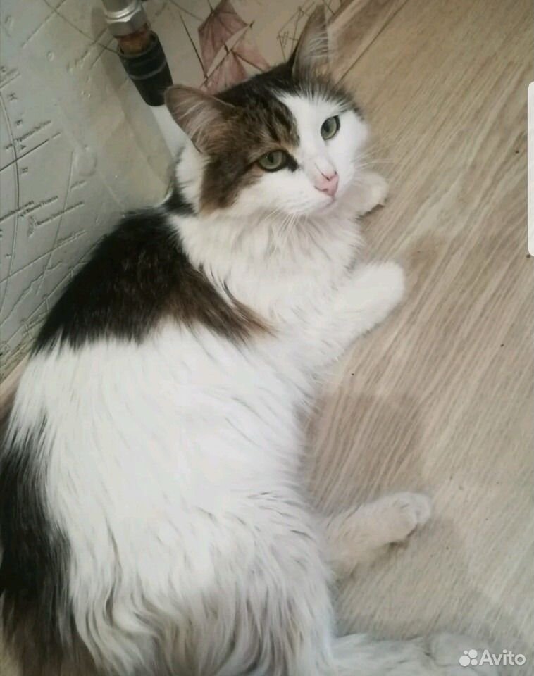 Котик в добрые руки