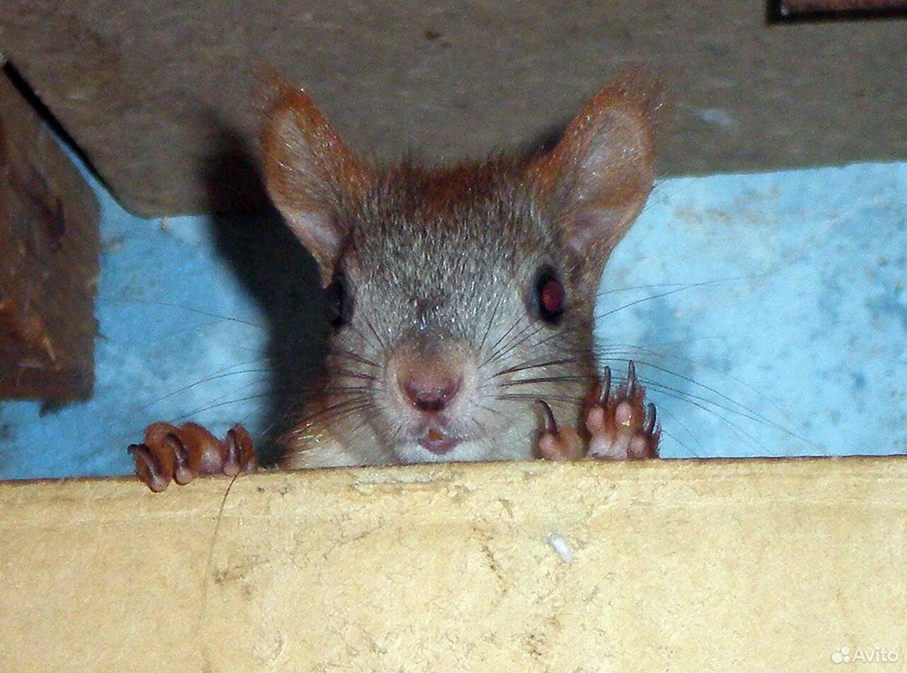 Белки, бельчата домашние