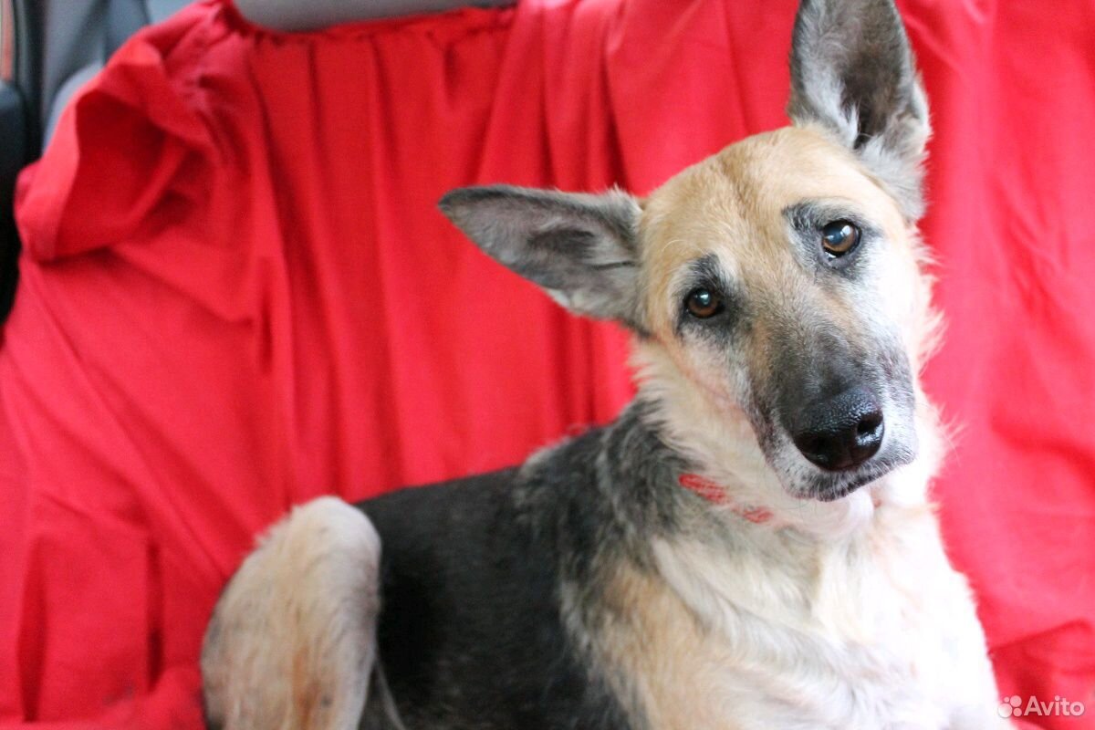 Юнита ищет дом