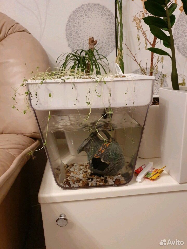 Аква ферма aquafarm