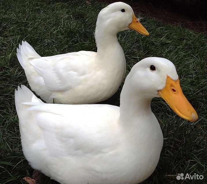 Пекинская утка